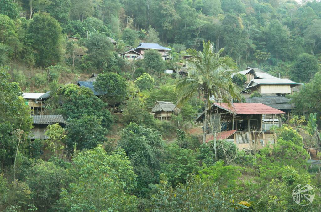 Pa Daeng - Northern Thai Coffee Farming | OMESH PERSAUD