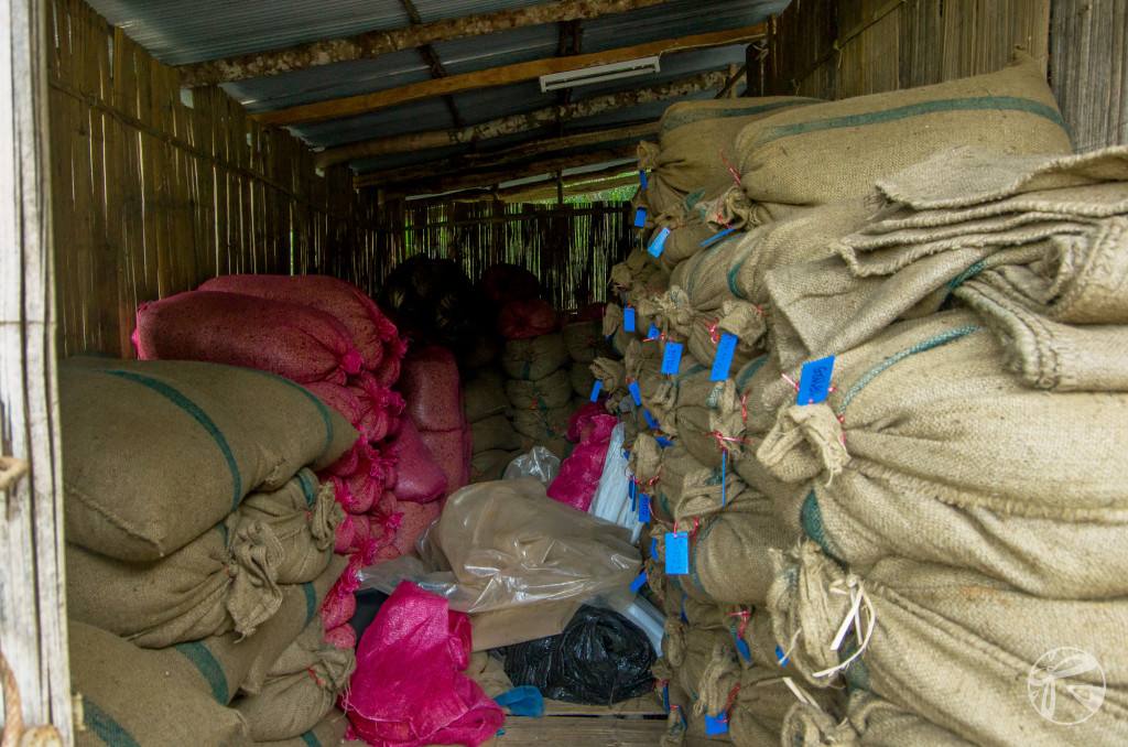 Pa Daeng - Northern Thai Coffee Farming | OMESH PERSAUD