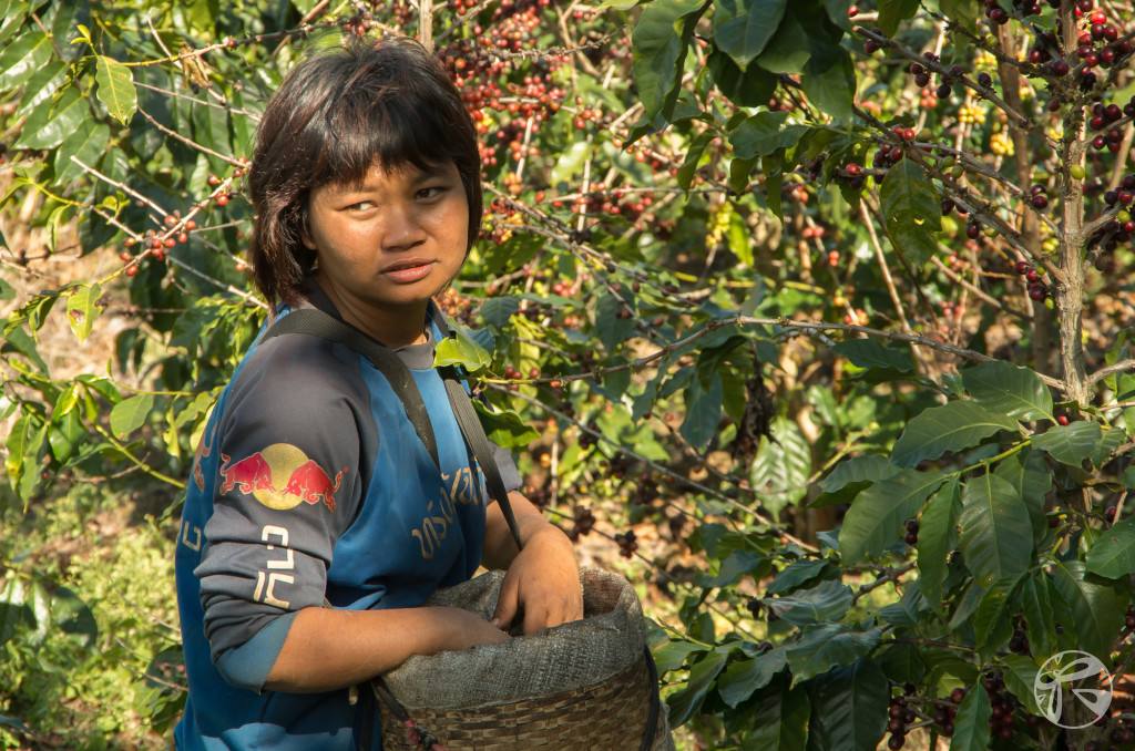 Pa Daeng - Northern Thai Coffee Farming | OMESH PERSAUD